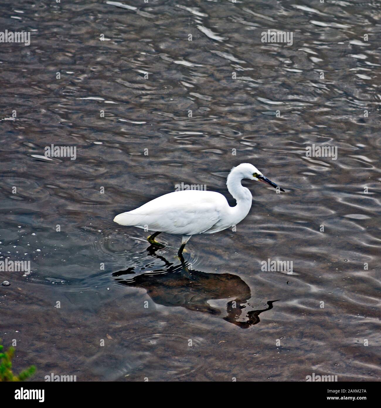 Little Egret at RSPB Titchwell Marsh Reserve, Norfolk Stock Photo - Alamy