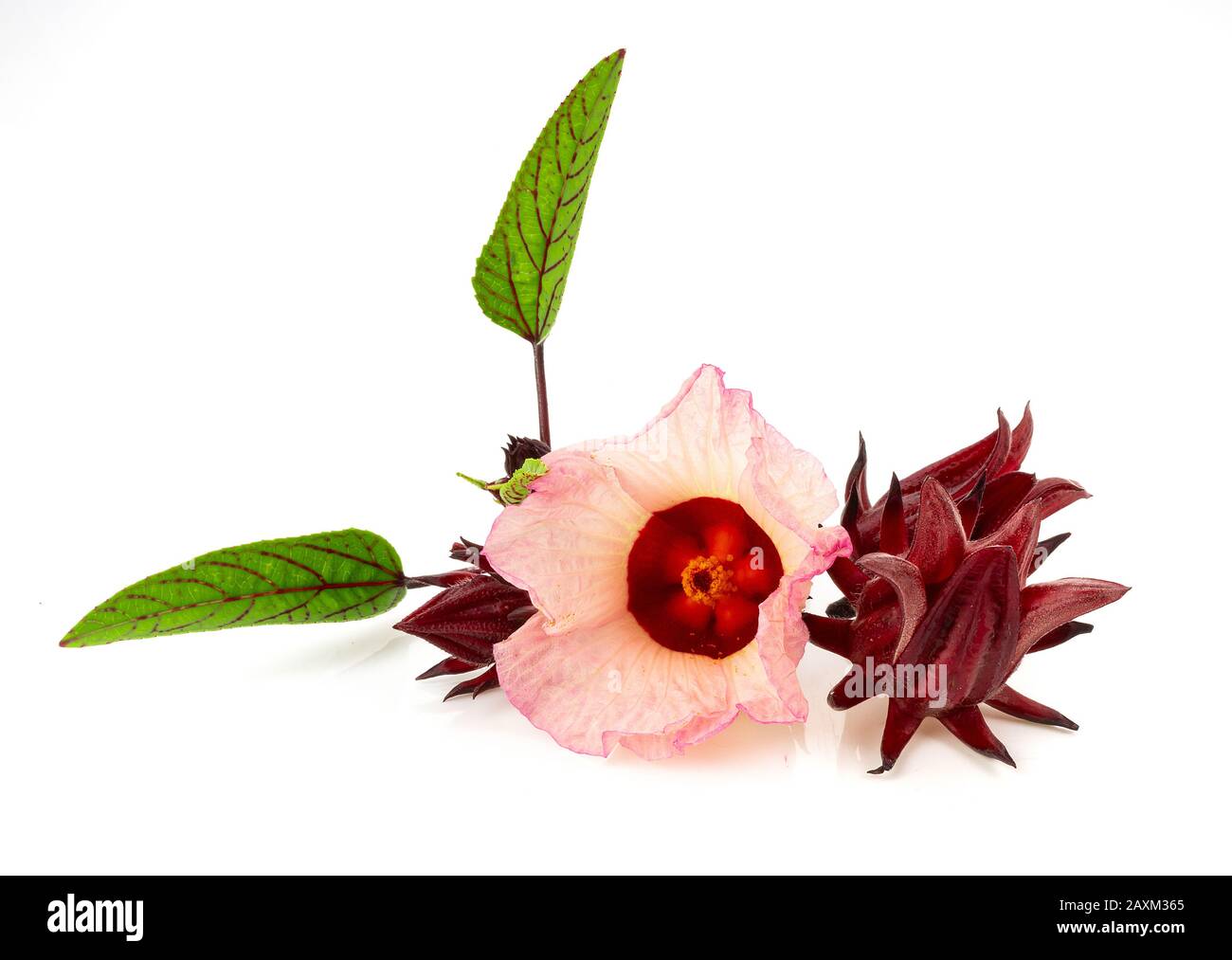 roselle hibiscus isolated on white background Stock Photo - Alamy