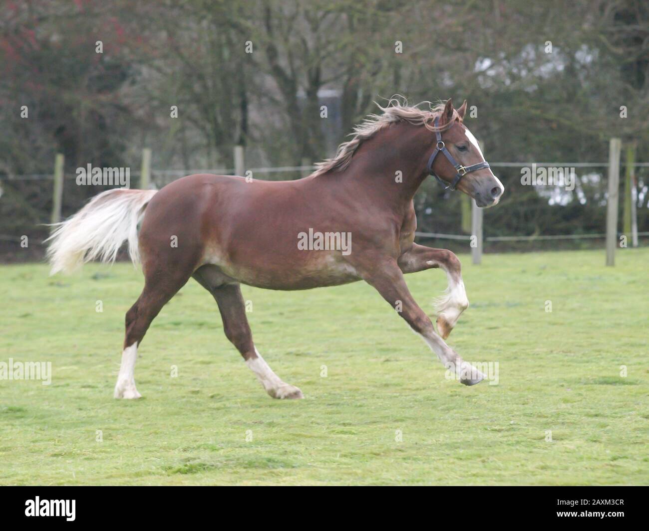 Chestnut welsh section a mountain pony hi-res stock photography and ...