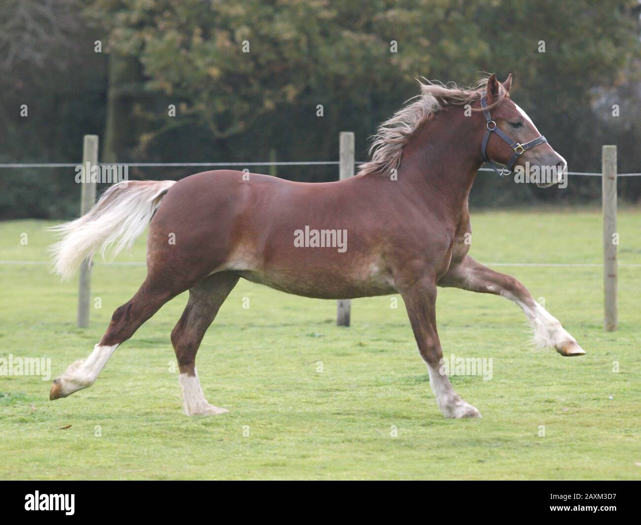 Chestnut welsh section a mountain pony hi-res stock photography and ...