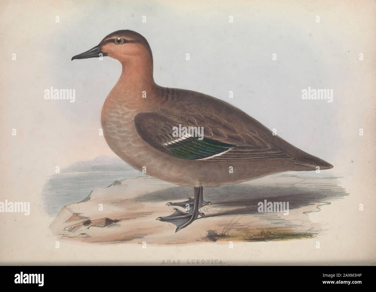 Philippine birds hi-res stock photography and images - Alamy