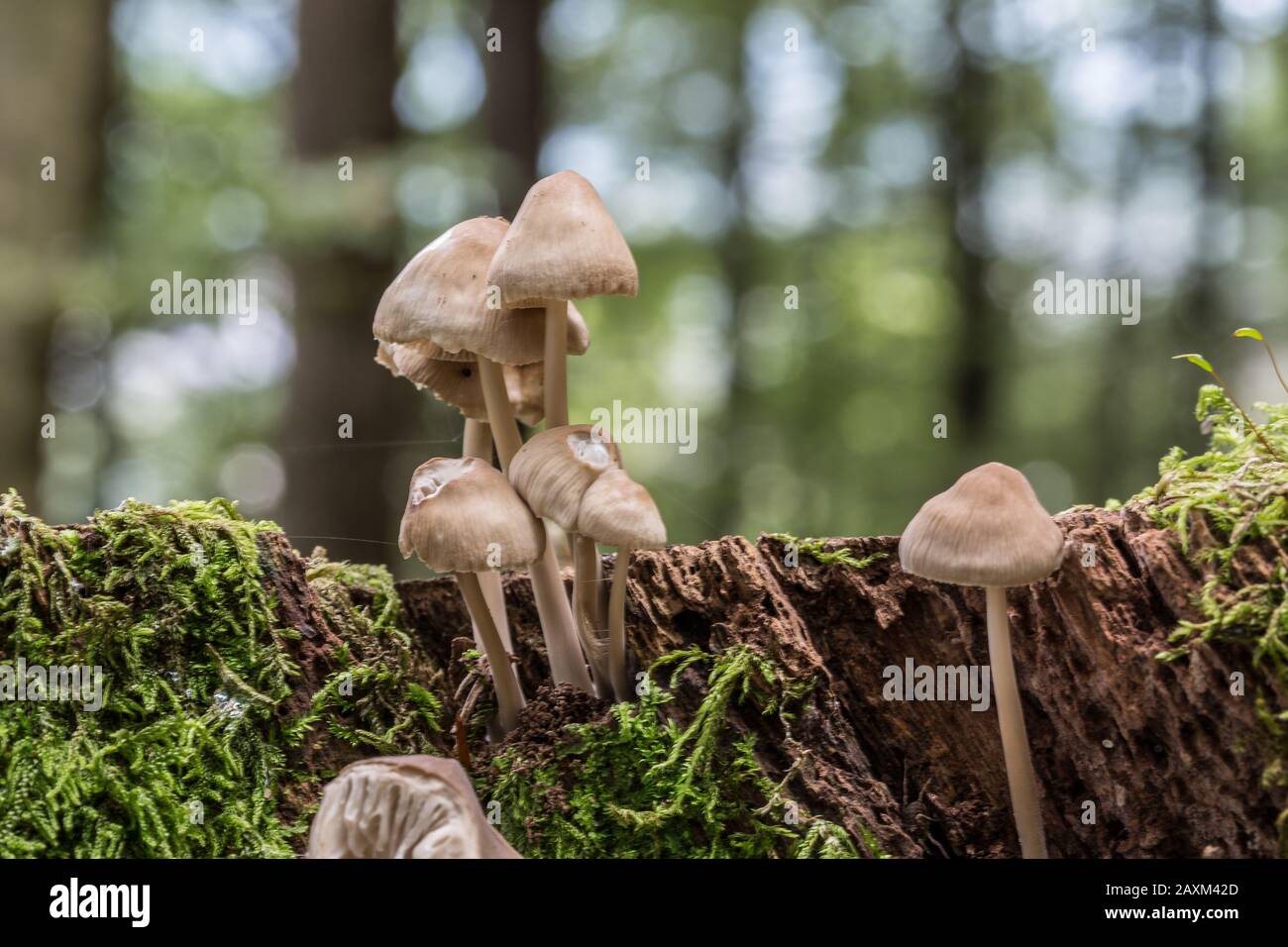 Mushroom on dead tree hi-res stock photography and images - Alamy