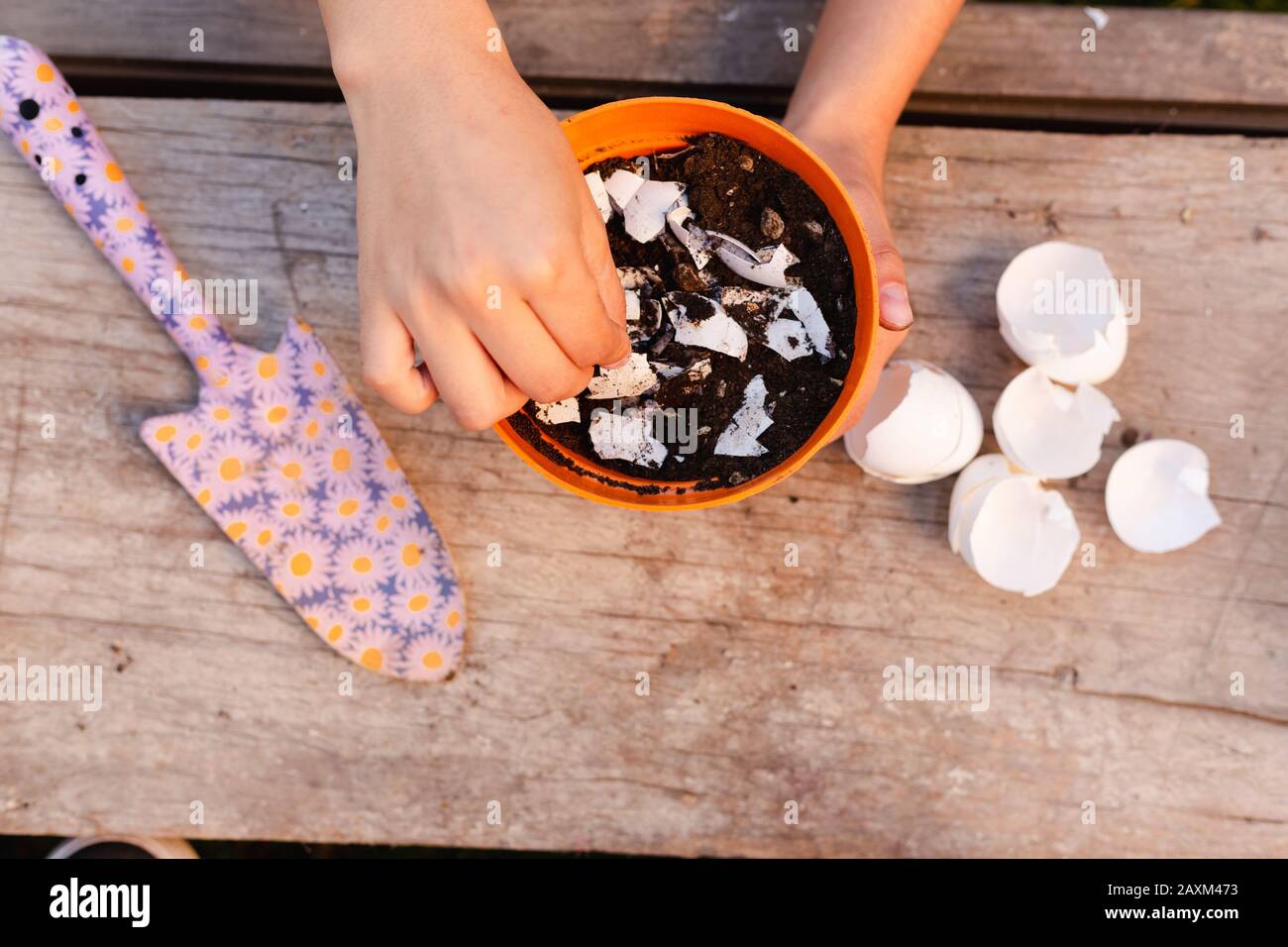 Close up of crushed egg shells in a pot used as a natural organic ...