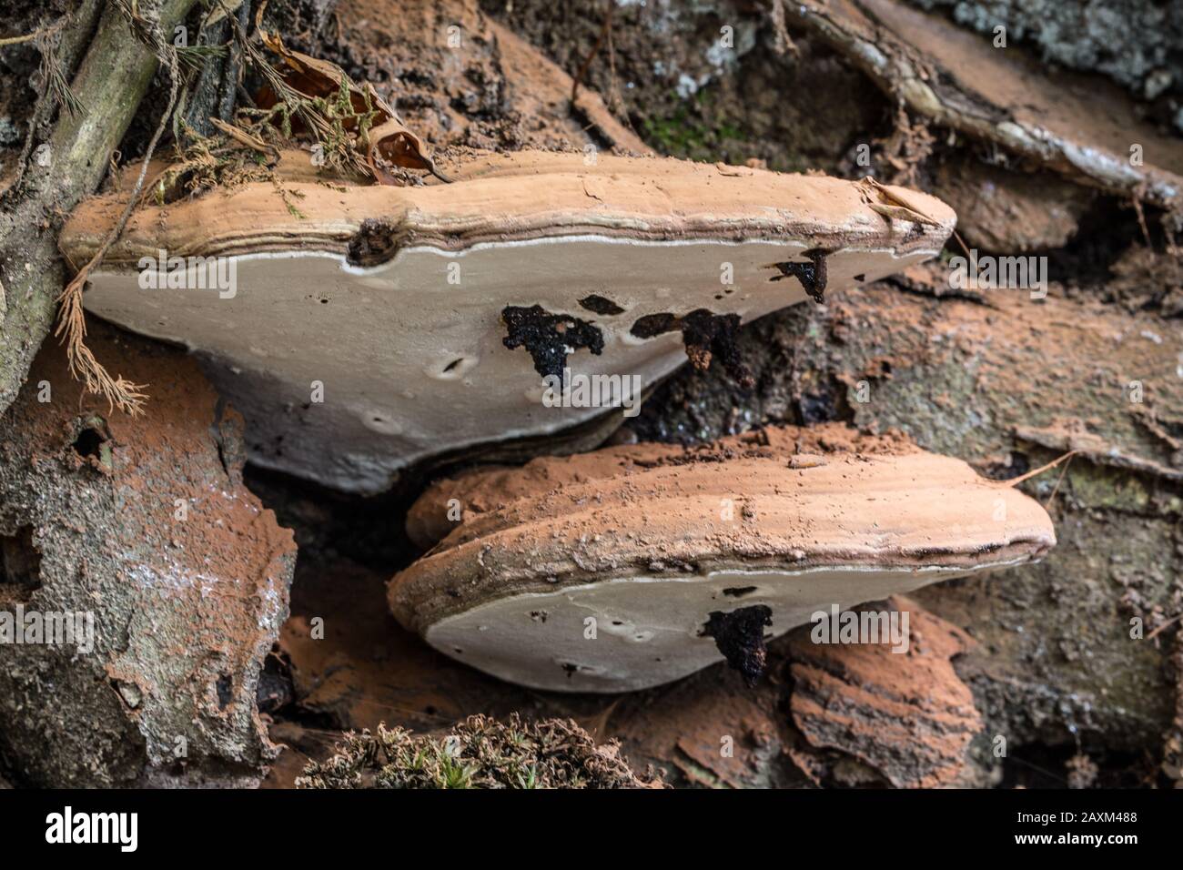 decomposed mushroom on dead tree trunk Stock Photo - Alamy
