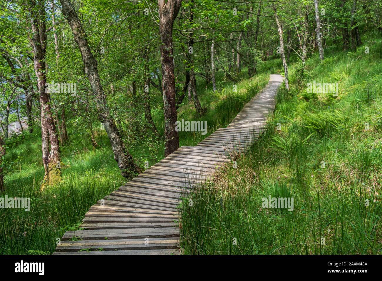 A scenic boardwalk in the forest along the West Highland Way hiking ...