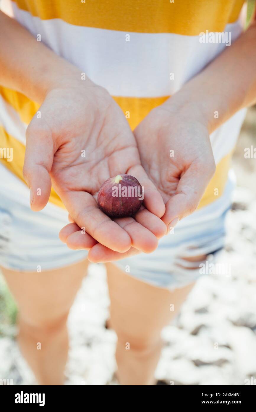 Figs in the hands of a young woman Stock Photo - Alamy
