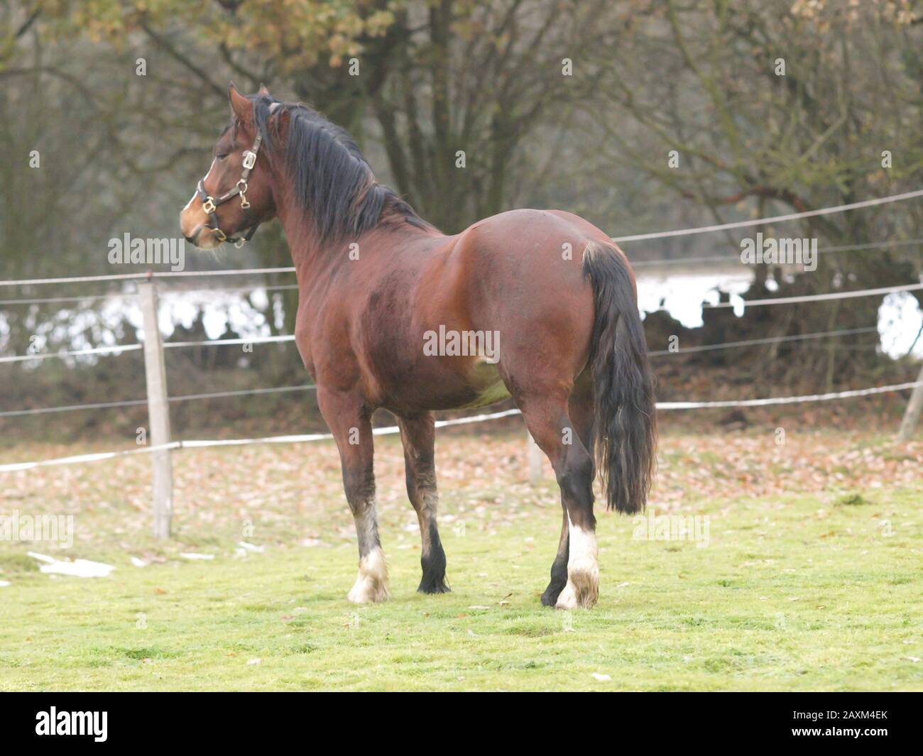 A young bay Welsh cob in a winter paddock Stock Photo - Alamy
