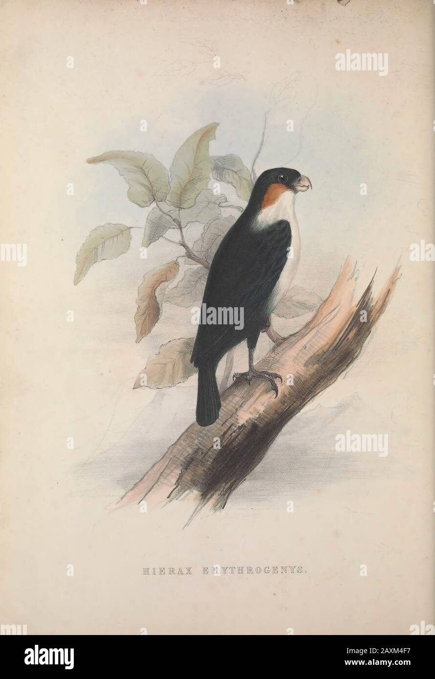 Philippine falconet hi-res stock photography and images - Alamy