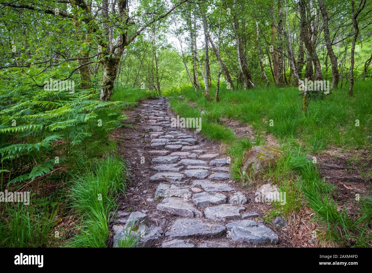 Path way trail natural hi-res stock photography and images - Alamy