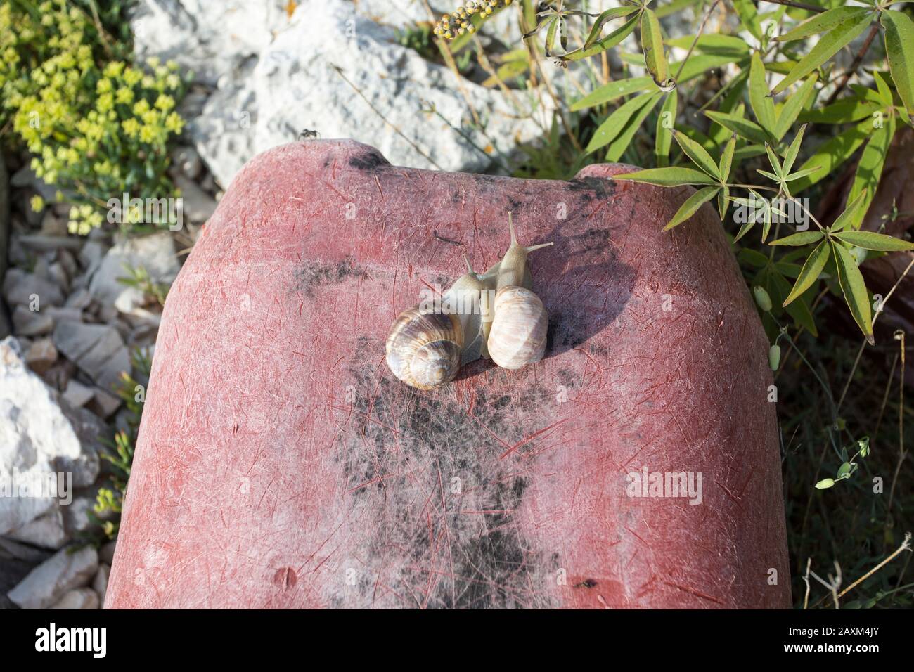 Trash and snails on the beach in Croatia Stock Photo - Alamy
