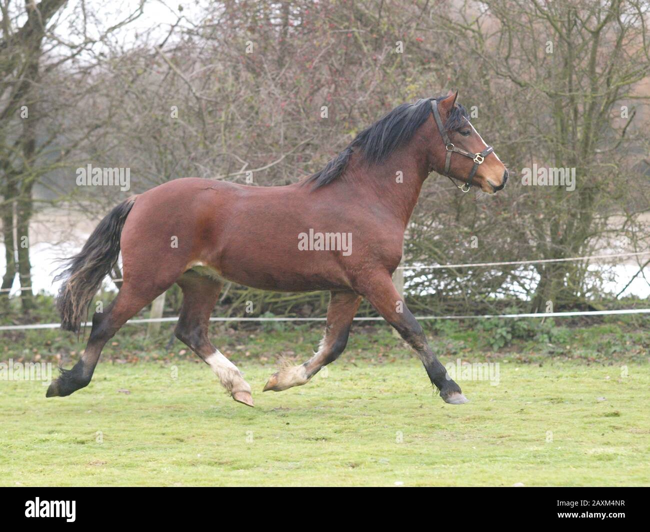 A young bay Welsh cob in a winter paddock Stock Photo - Alamy