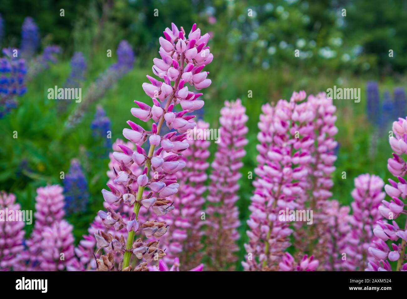 Lupines scotland hi-res stock photography and images - Alamy