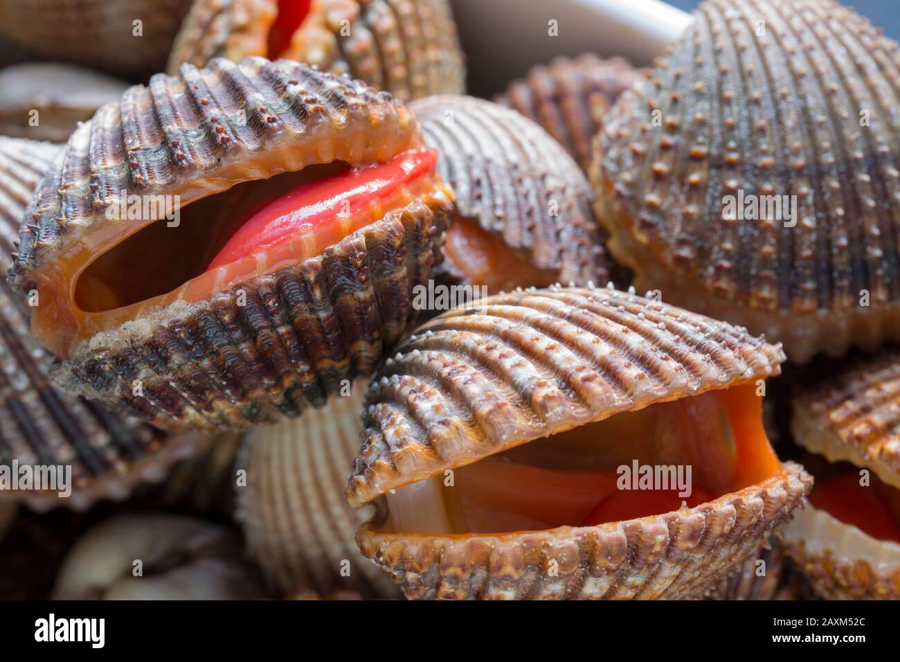 Raw, uncooked cockles that have been gathered by a forager at low tide ...