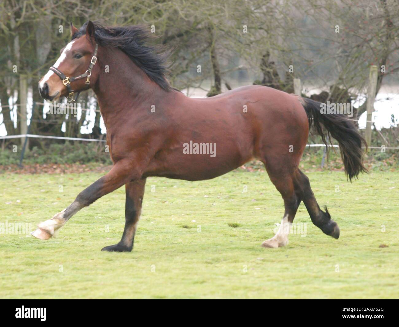 A young bay Welsh cob in a winter paddock Stock Photo - Alamy