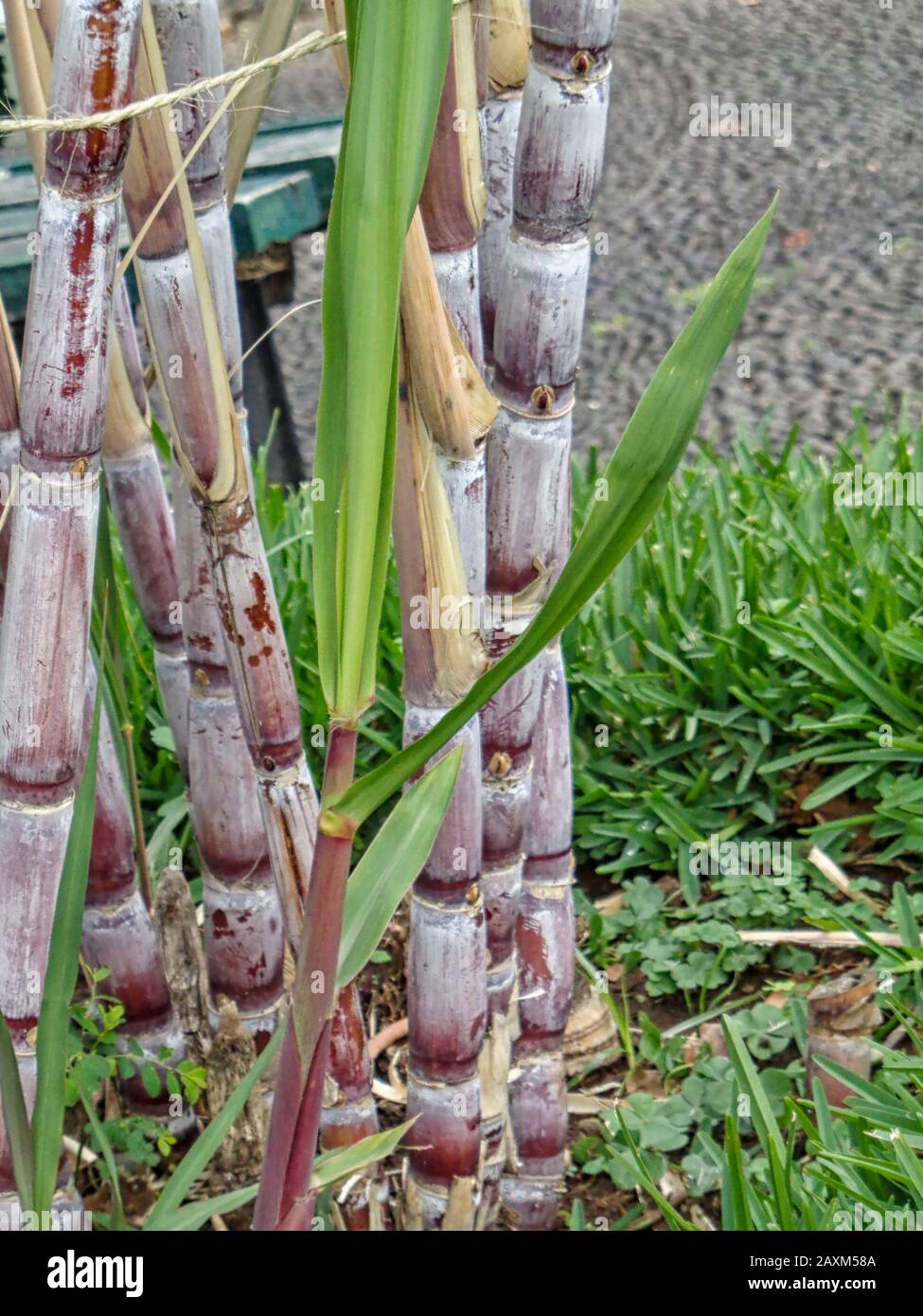 Indentured labourers sugarcane hi-res stock photography and images - Alamy