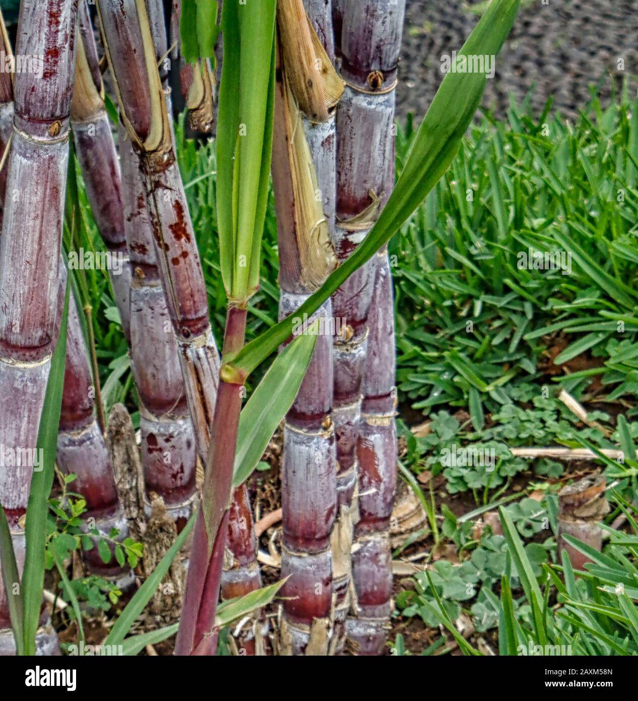 Tall stalks of rice hi-res stock photography and images - Alamy