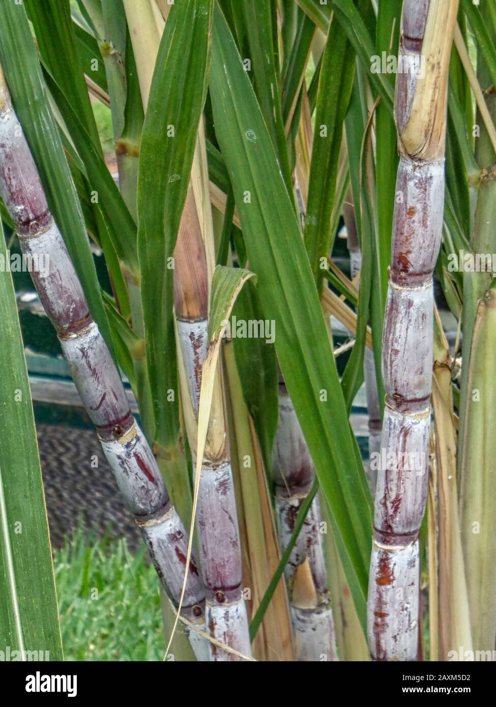 sugar cane clump growing in the sunshine of Madeira, Portugal, European ...