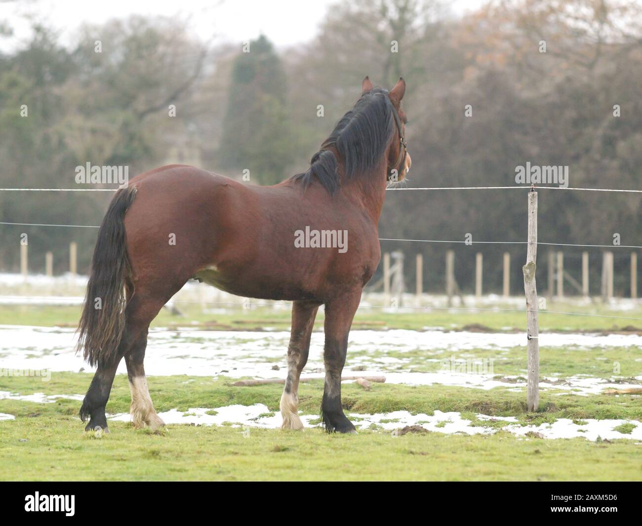 A young bay Welsh cob in a winter paddock Stock Photo - Alamy
