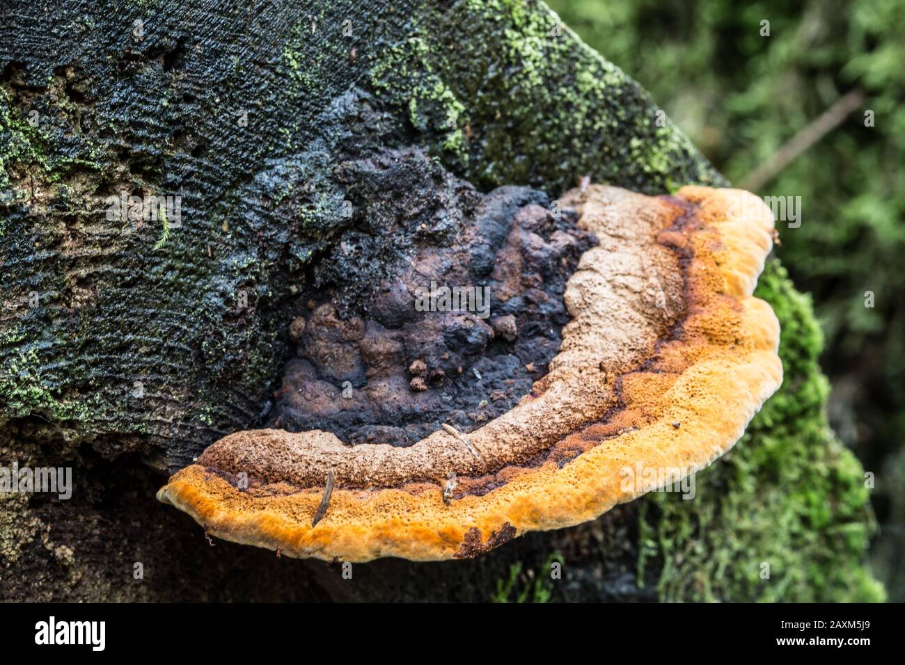 decomposed mushroom on dead tree trunk Stock Photo - Alamy