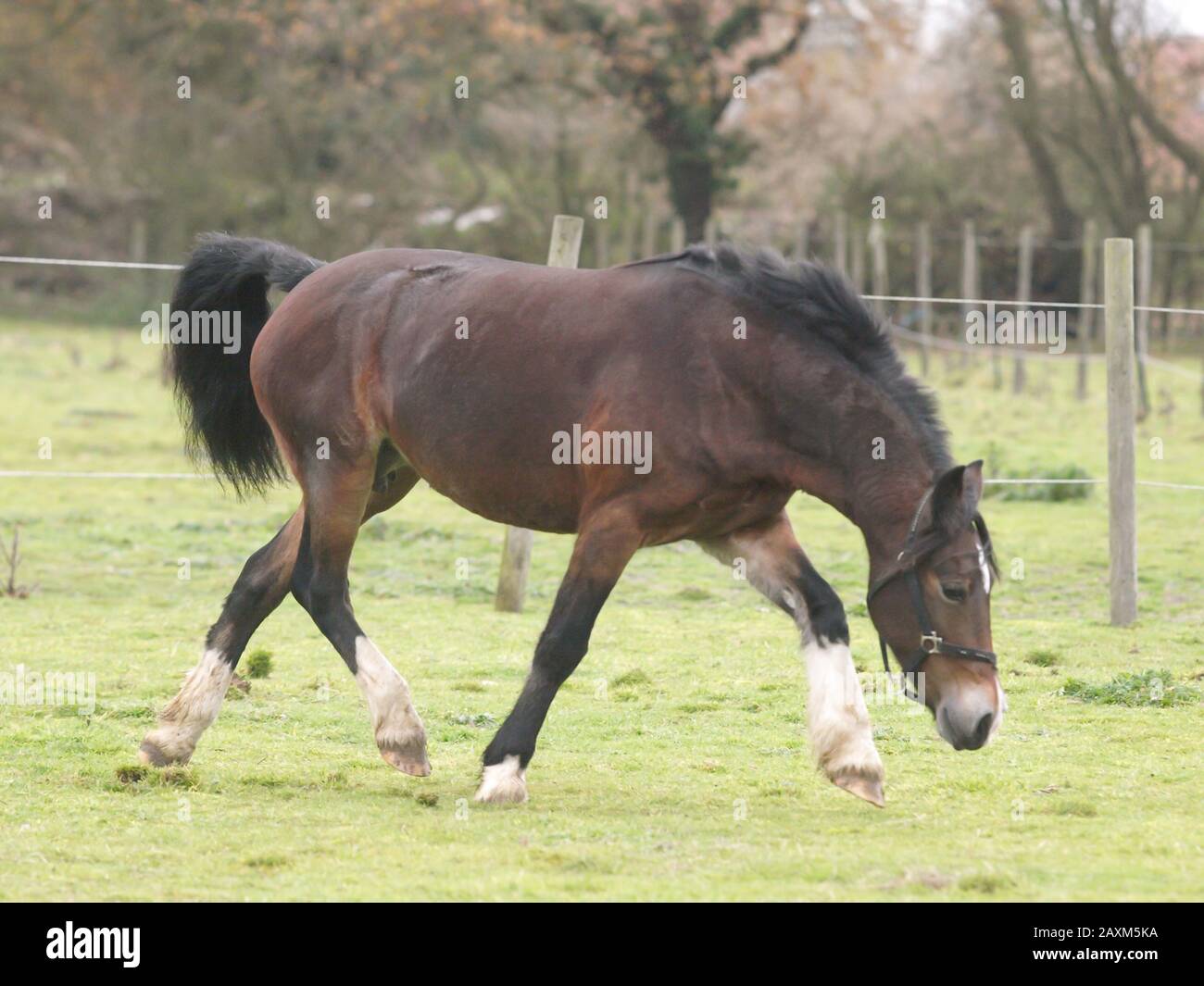 A young bay Welsh cob in a winter paddock Stock Photo - Alamy
