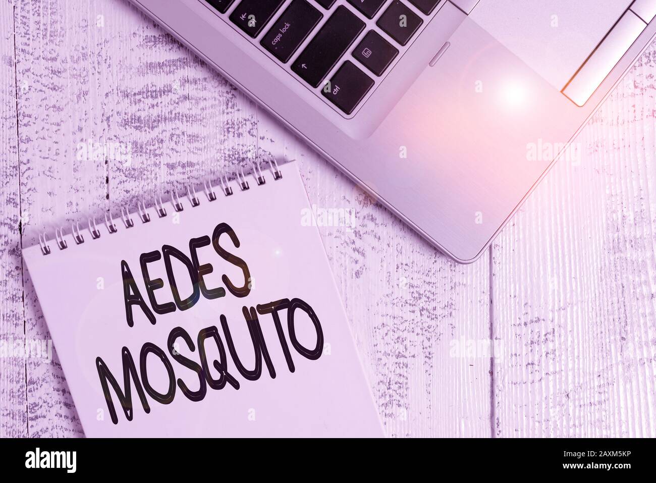 Writing note showing Aedes Mosquito. Business concept for the yellow ...