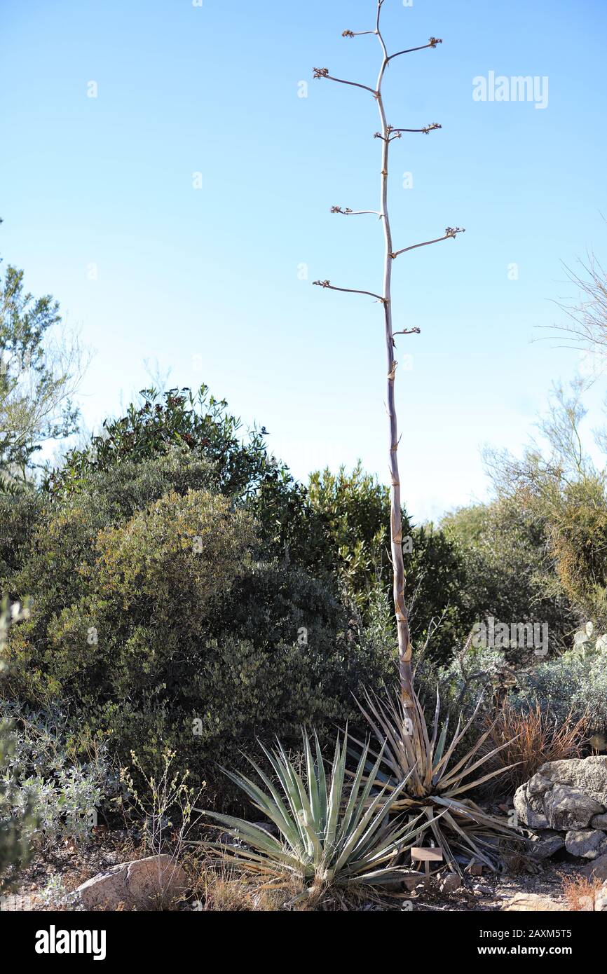 Agave palmeri hi-res stock photography and images - Alamy
