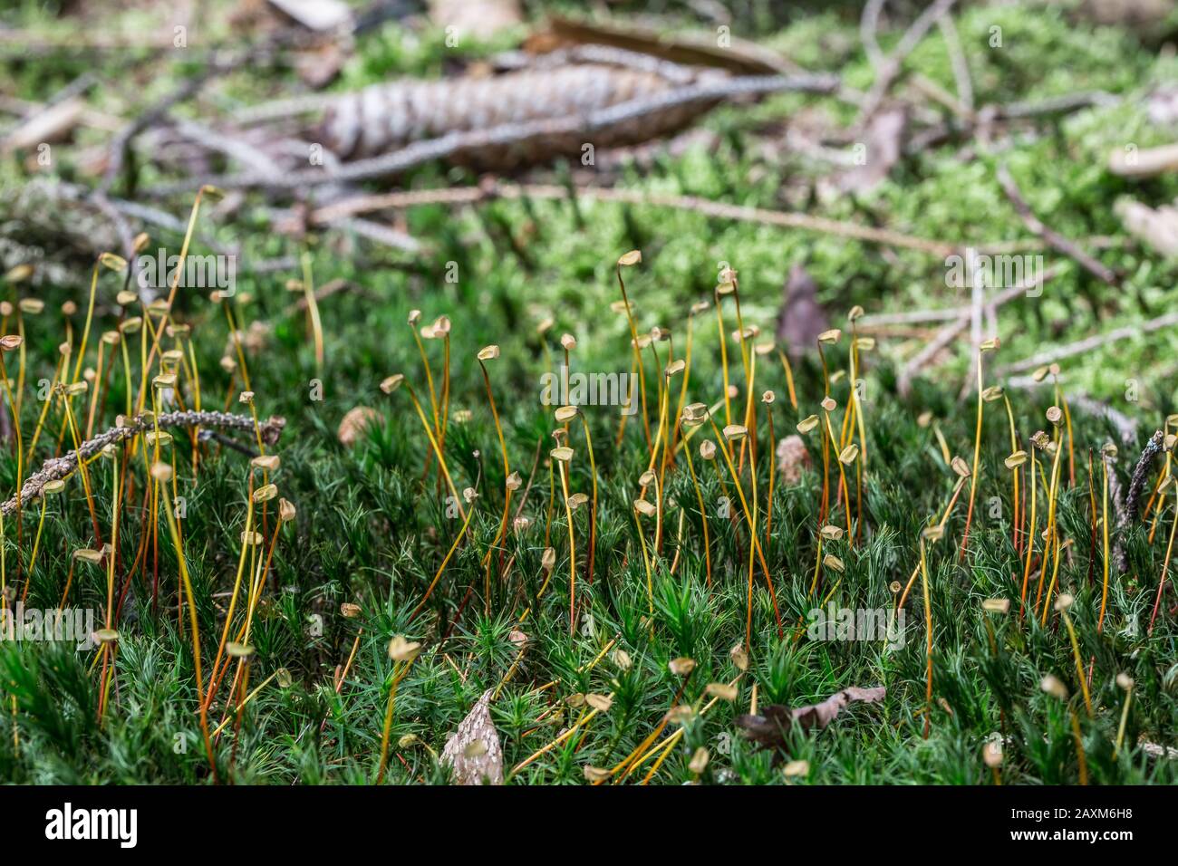 Moss with fruit stalks on forest floor Stock Photo - Alamy