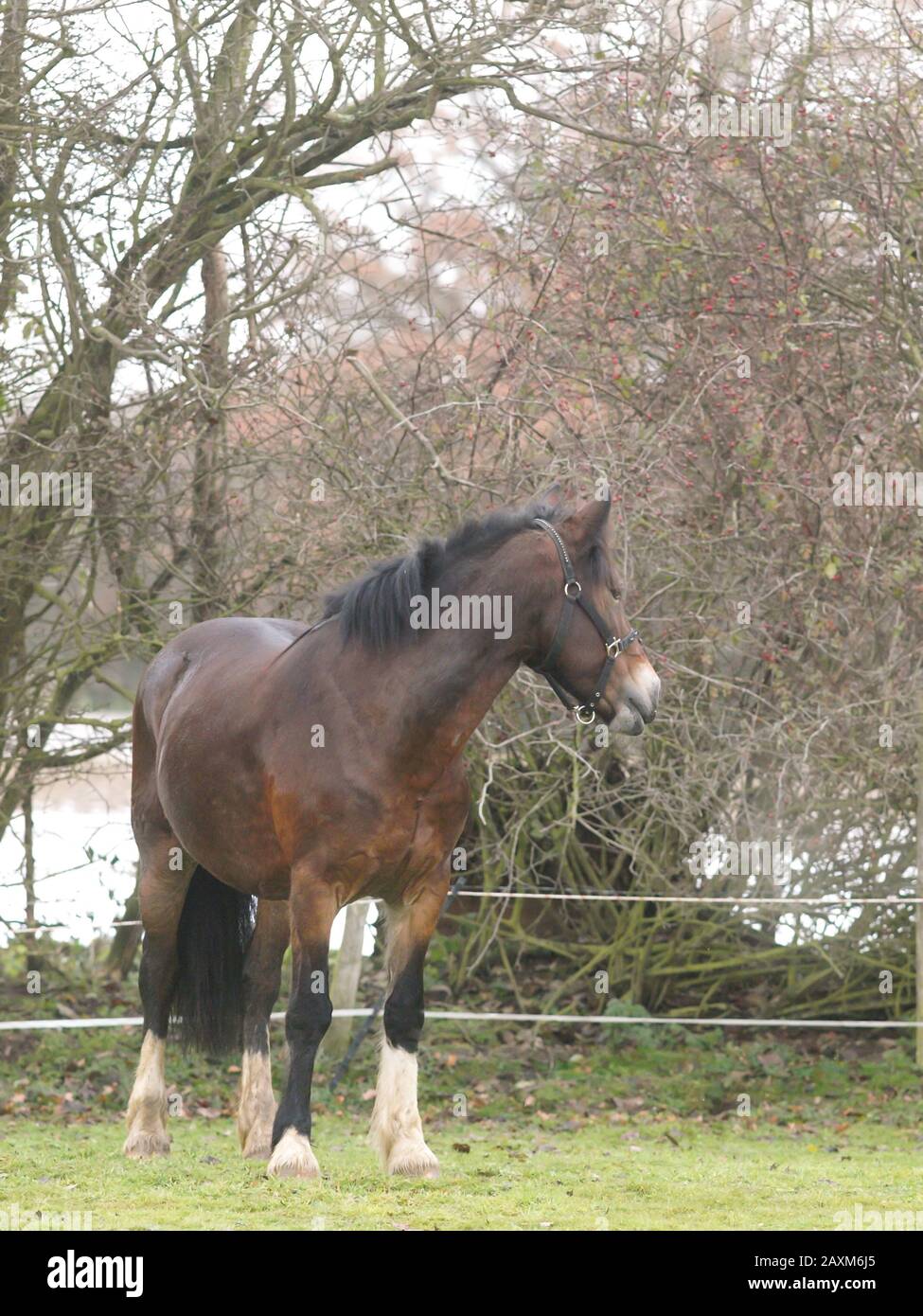 A young bay Welsh cob in a winter paddock Stock Photo - Alamy