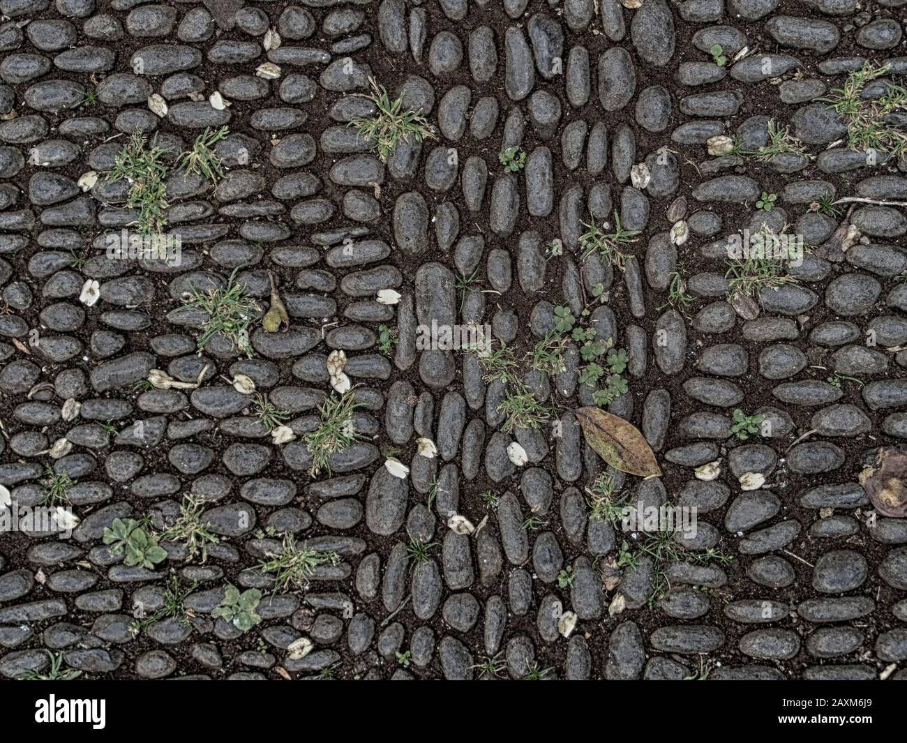 Section of cobblestone pavement abstract, Madeira, Portugal, European ...