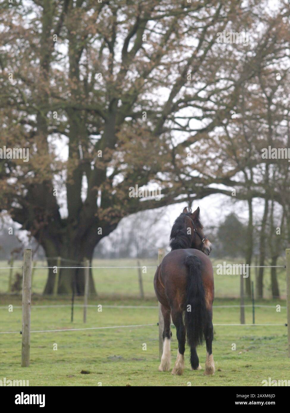 A young bay Welsh cob in a winter paddock Stock Photo - Alamy