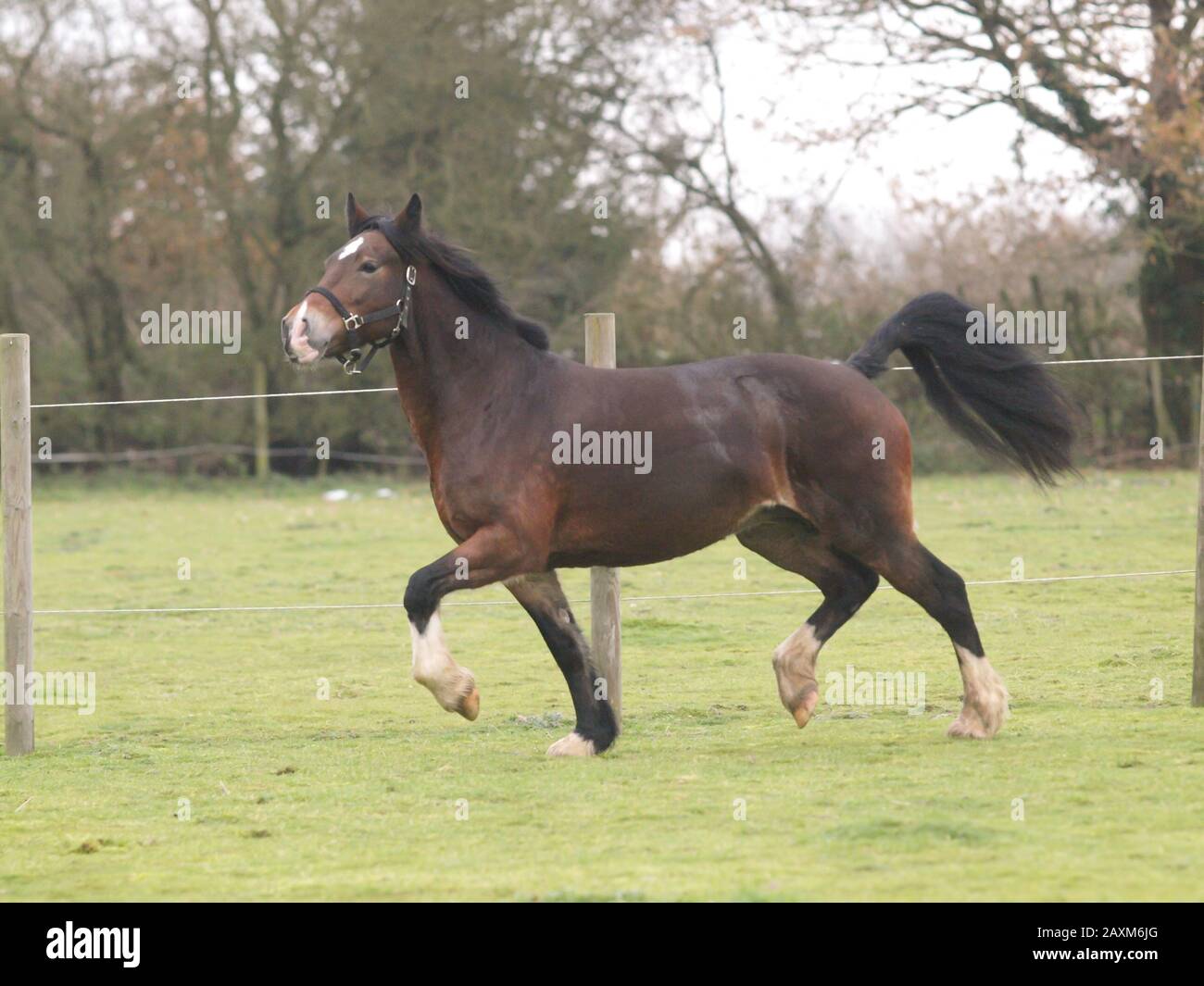 Bay cob horse in paddock hi-res stock photography and images - Alamy