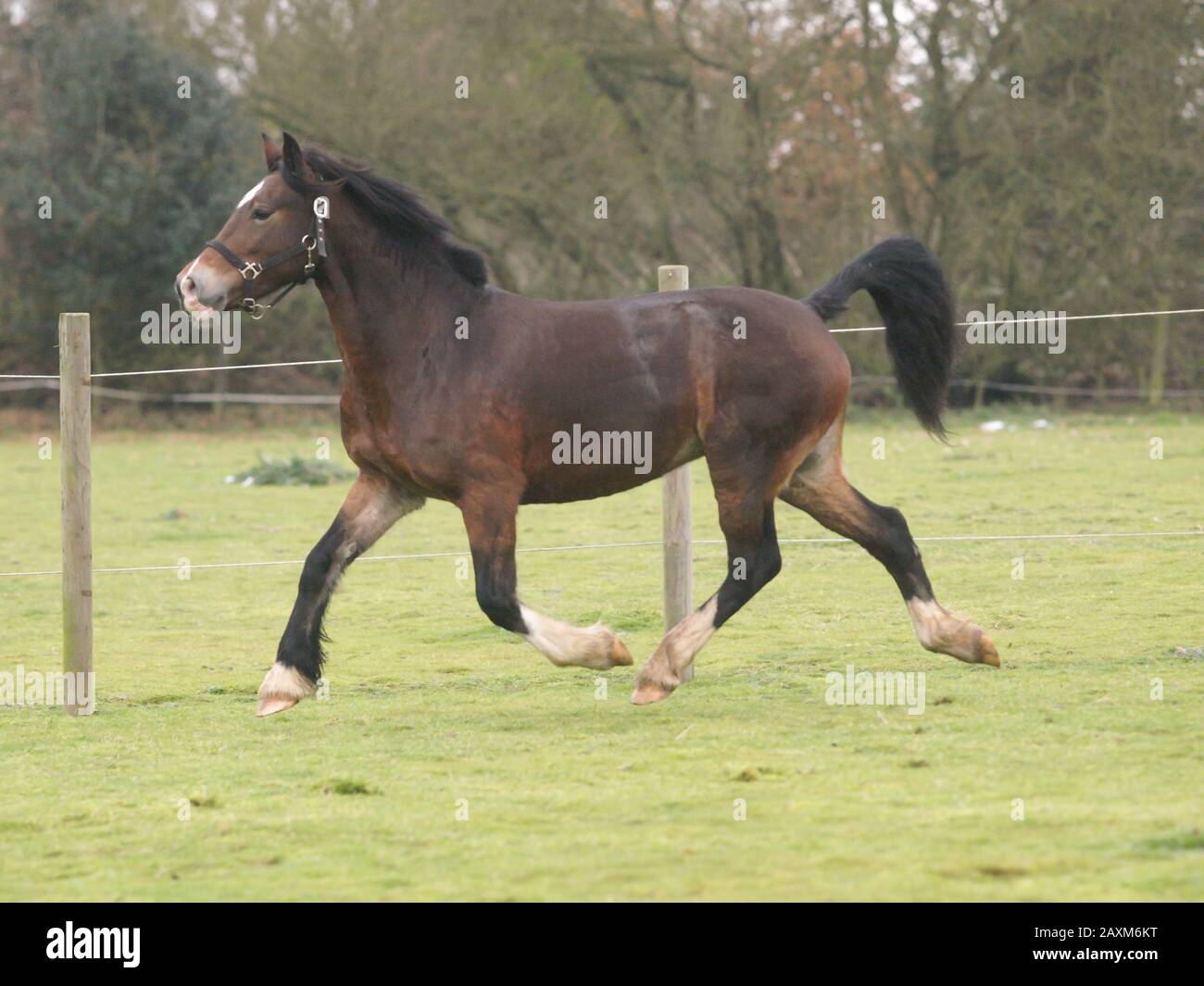 A young bay Welsh cob in a winter paddock Stock Photo - Alamy