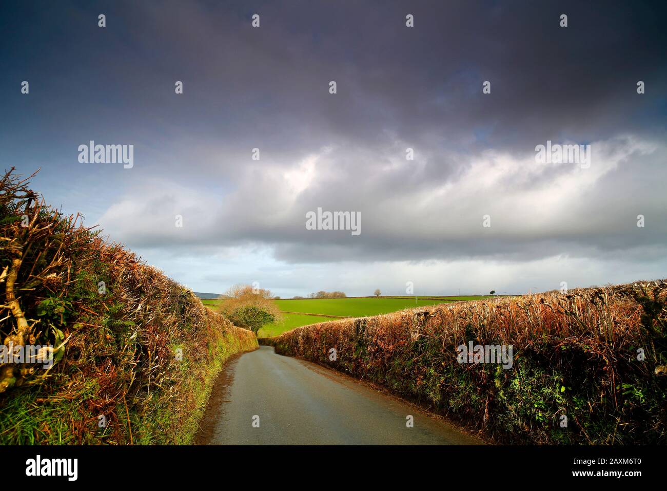 Recently cut hedgerows in Devon, UK Stock Photo - Alamy