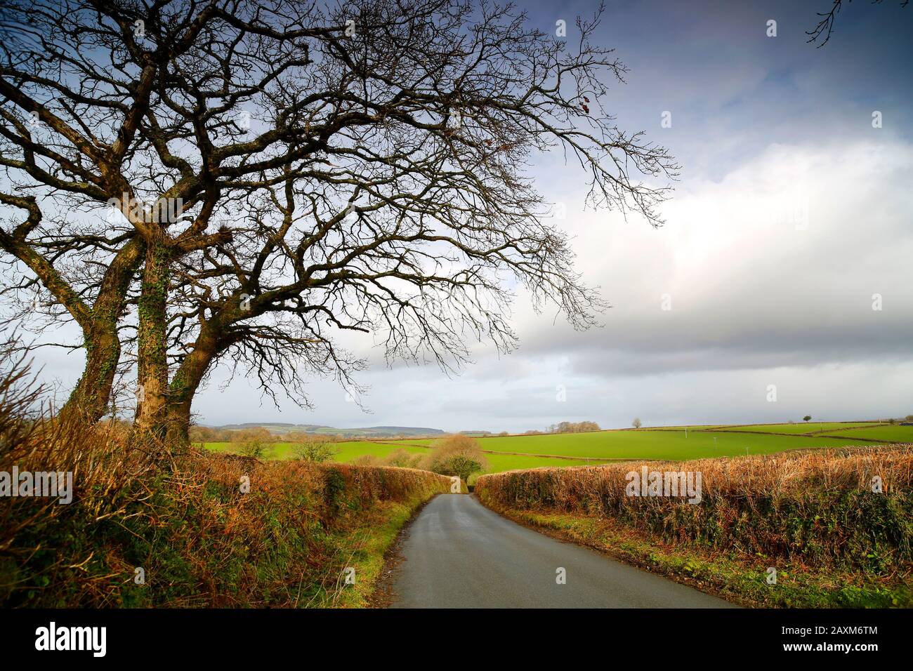 Cut hedgerow hi-res stock photography and images - Alamy