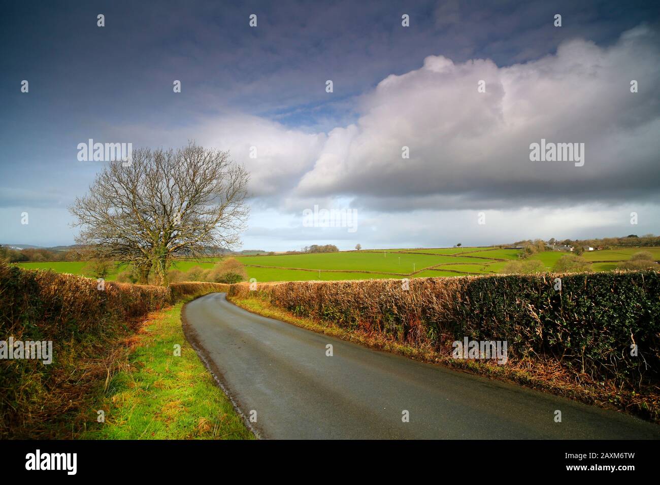 Hedgerows in devon hi-res stock photography and images - Alamy