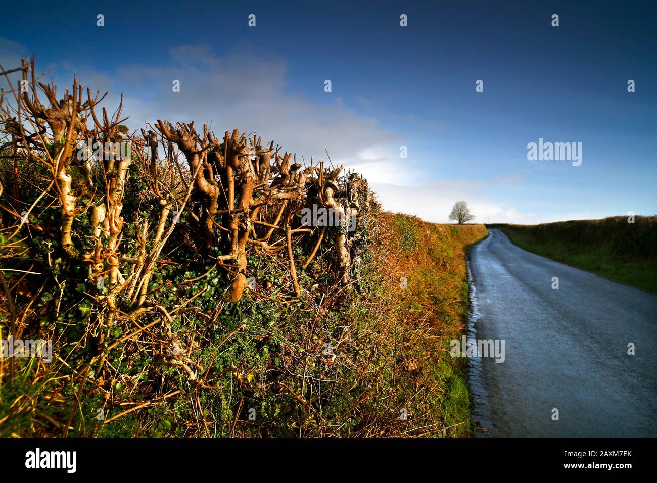 Recently cut hedgerows in Devon, UK Stock Photo - Alamy