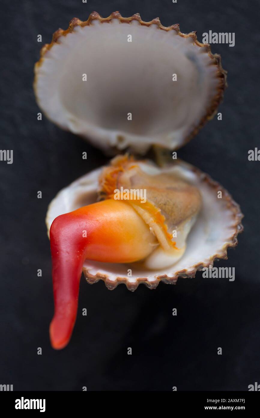 A boiled, cooked cockle that was gathered by a forager at low tide by ...