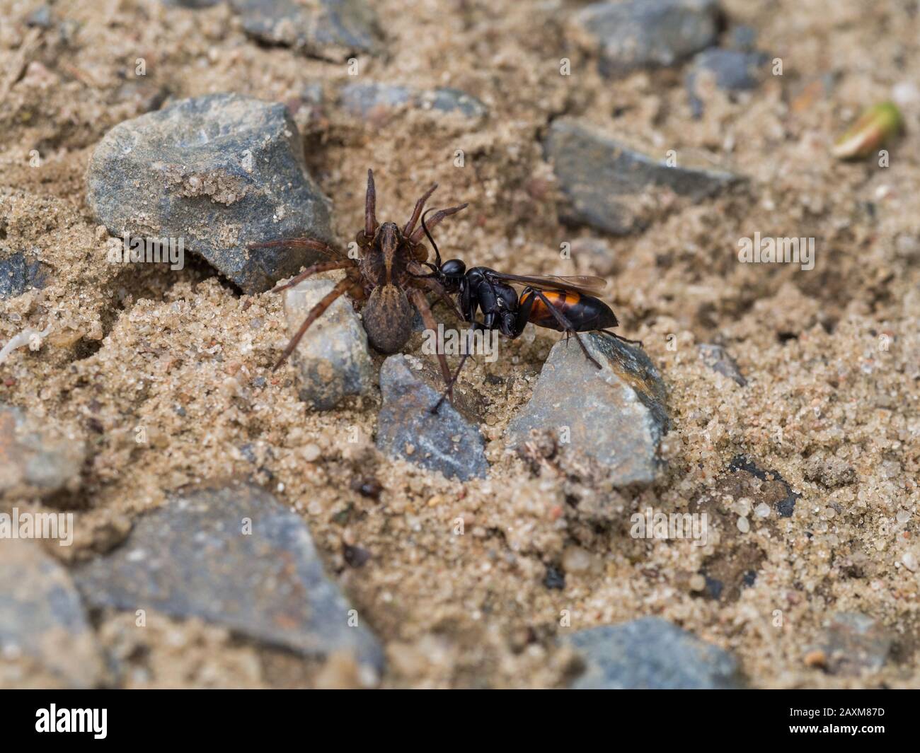 Black-banded spider wasp, female, Anoplius viaticus, with paralyzed ...