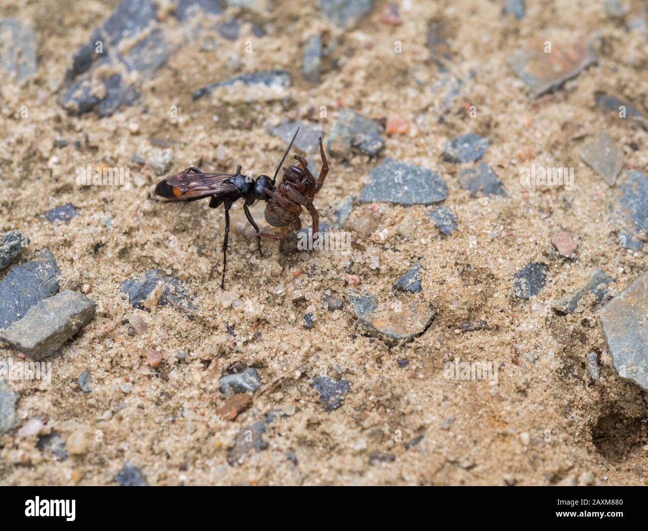 black-banded spider wasp, female, Anoplius viaticus, with paralyzed ...