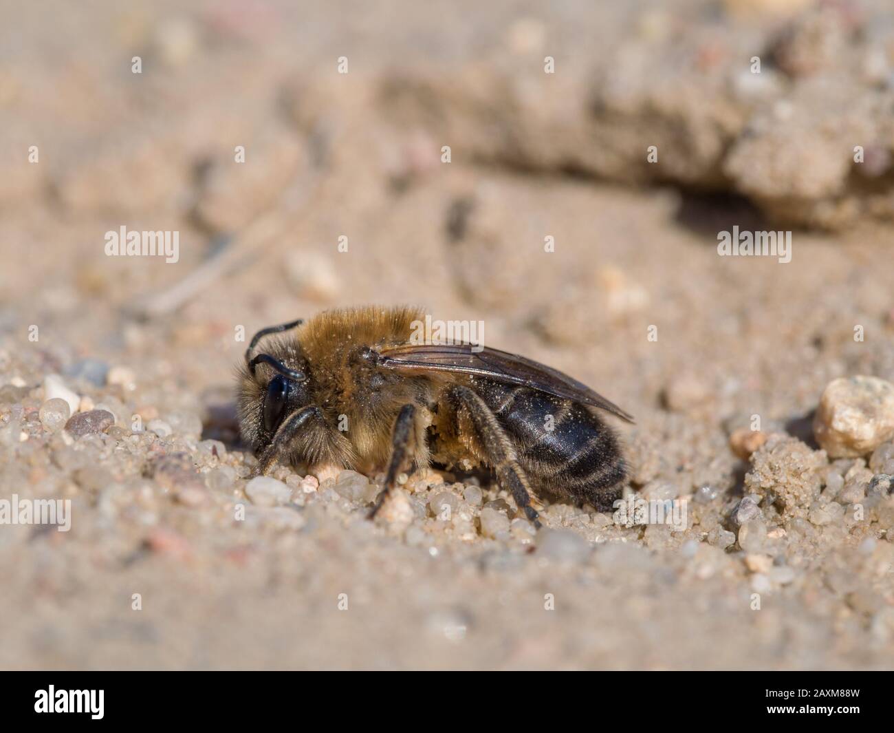 Sand bee, Andrena barbilabris, female, sitting on the ground Stock ...