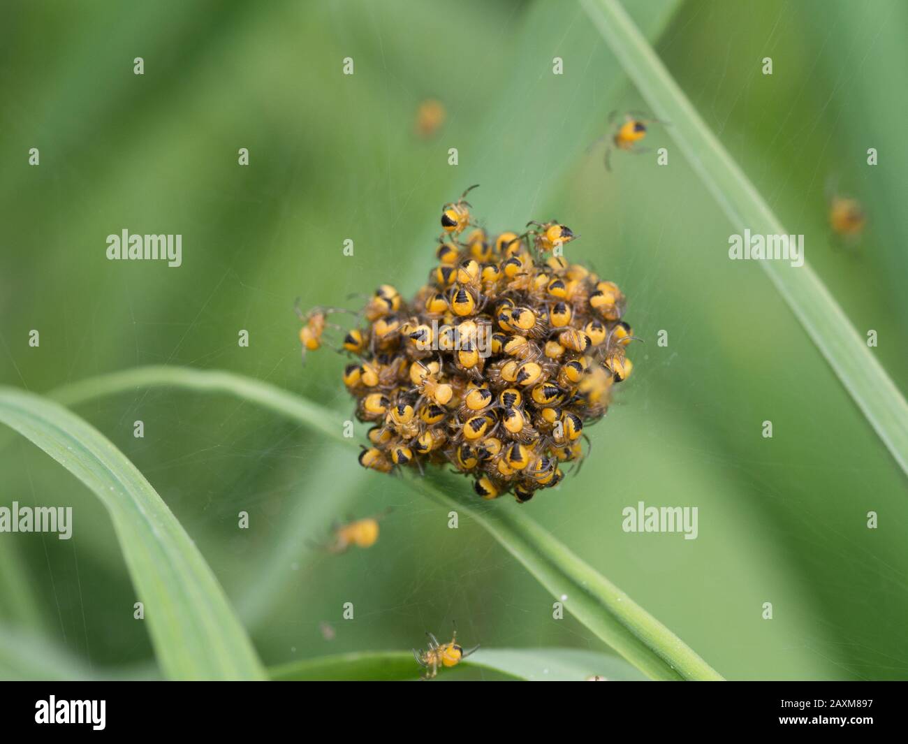 Cross spiders, Araneus diadematus, freshly hatched young animals Stock ...