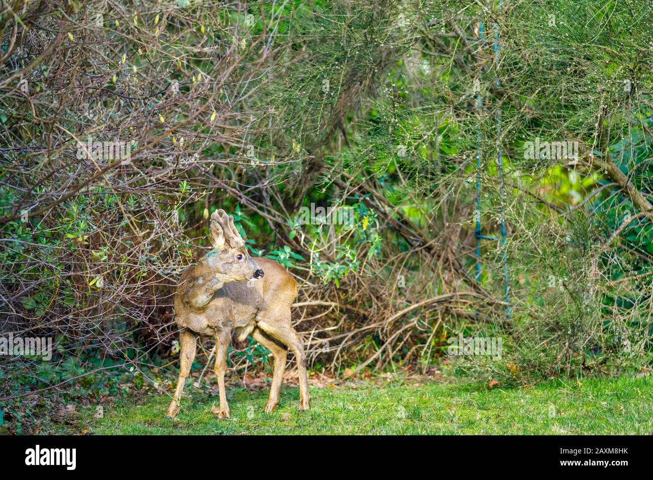 British native deer species hi-res stock photography and images - Alamy British native deer species hi-res stock photography and images - Alamy
