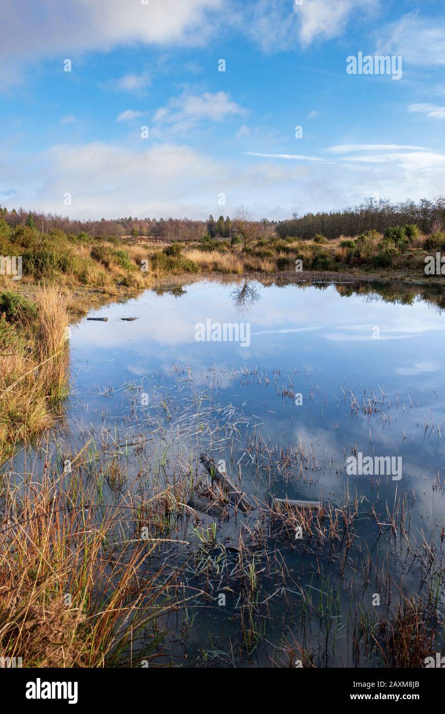 Woorgreens Lake and marsh near Cinderford in the Forest of Dean ...