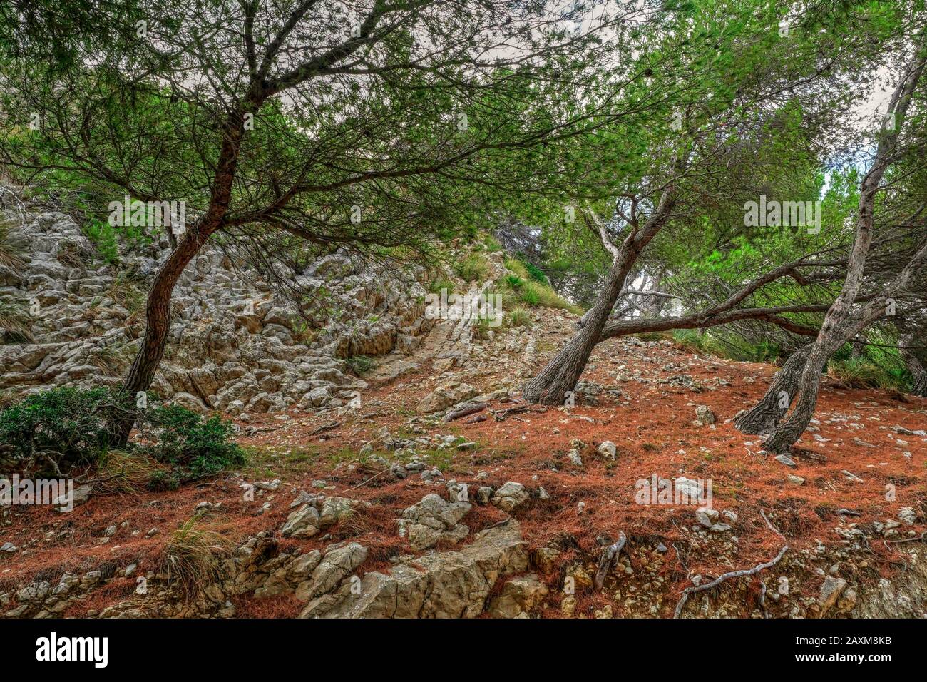 Scenery on the Victoria peninsula near Alcudia, Majorca, Balearic ...