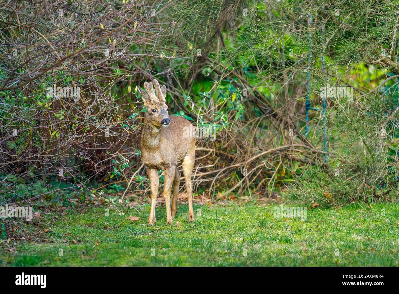 Urban wildlife: a male roe deer (Capreolus capreolus) with velvet ...