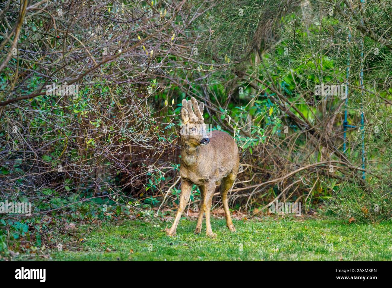 British native deer species hi-res stock photography and images - Alamy