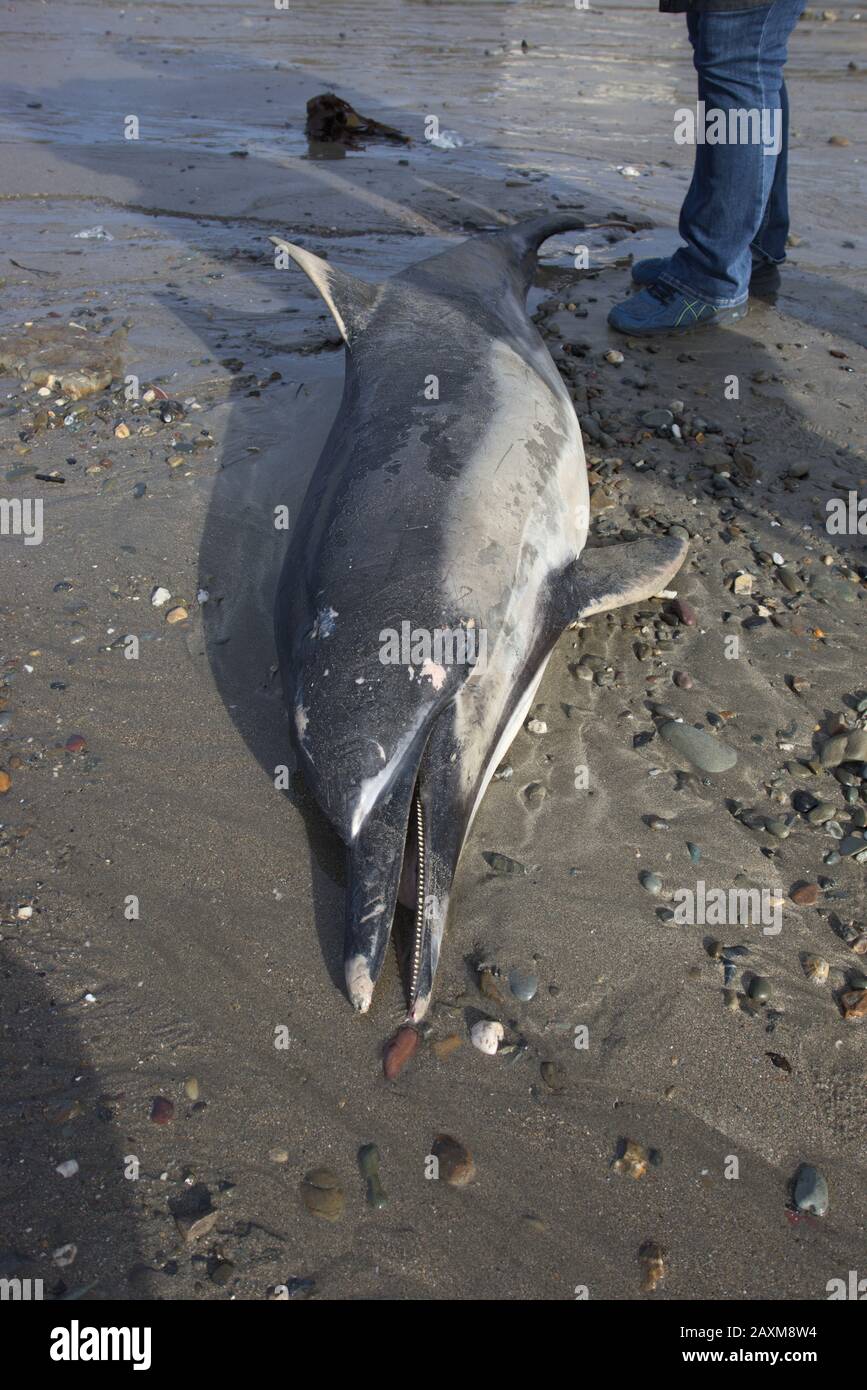 A common dolphin Delphinus delphis washes up on a Cork beach in Ireland ...