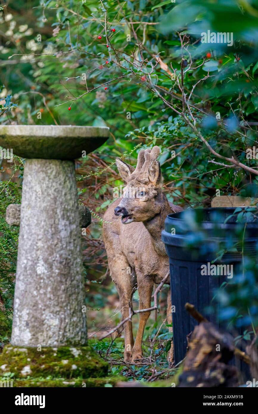 English open roe hi-res stock photography and images - Alamy