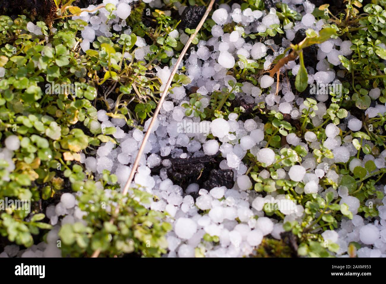 Small hail stones hi-res stock photography and images - Alamy