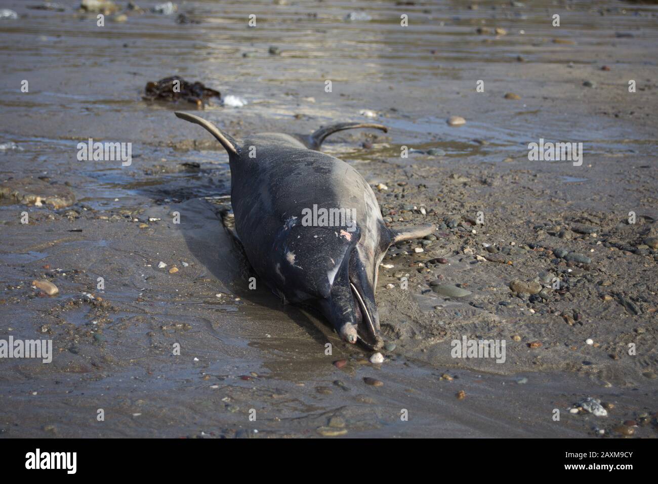 A common dolphin Delphinus delphis washes up on a Cork beach in Ireland ...